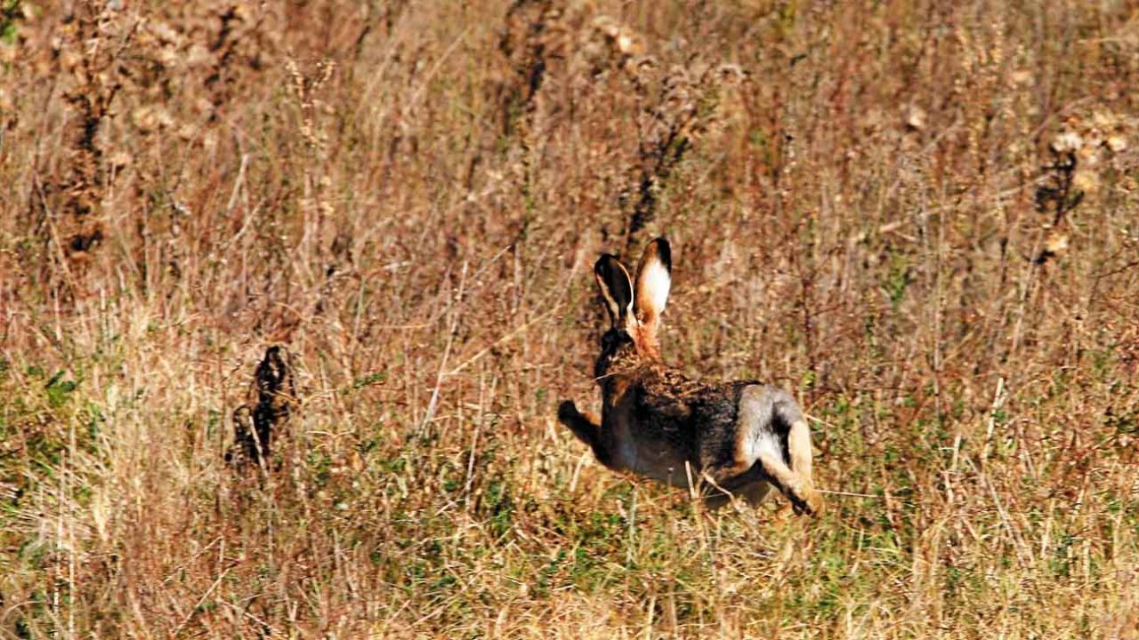 Liebres: “Se cazan unas 700.000 por año, eso permite regular su ...