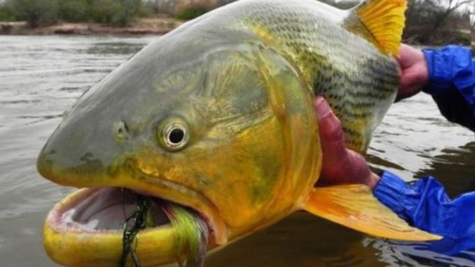 Chaco vuelve a la pesca deportiva: cuándo, cómo y dónde practicar la ...