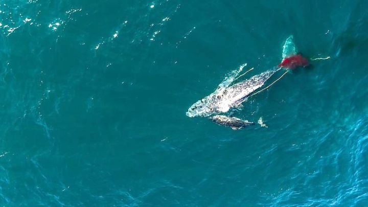 Video: un tiburón blanco ataca a una ballena jorobada de 10 metros ...