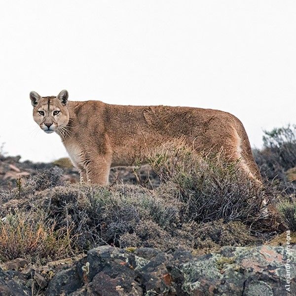 Pumas en la Patagonia están siendo estudiados con conexión satelital ...