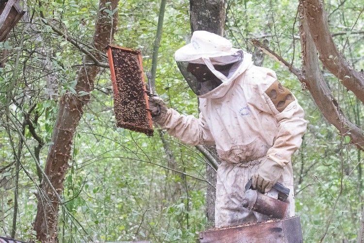 La historia de un apicultor que se dedica a la conservación de ...