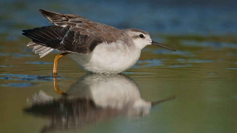 En qué consiste el plan para conservar las aves playeras de la ...