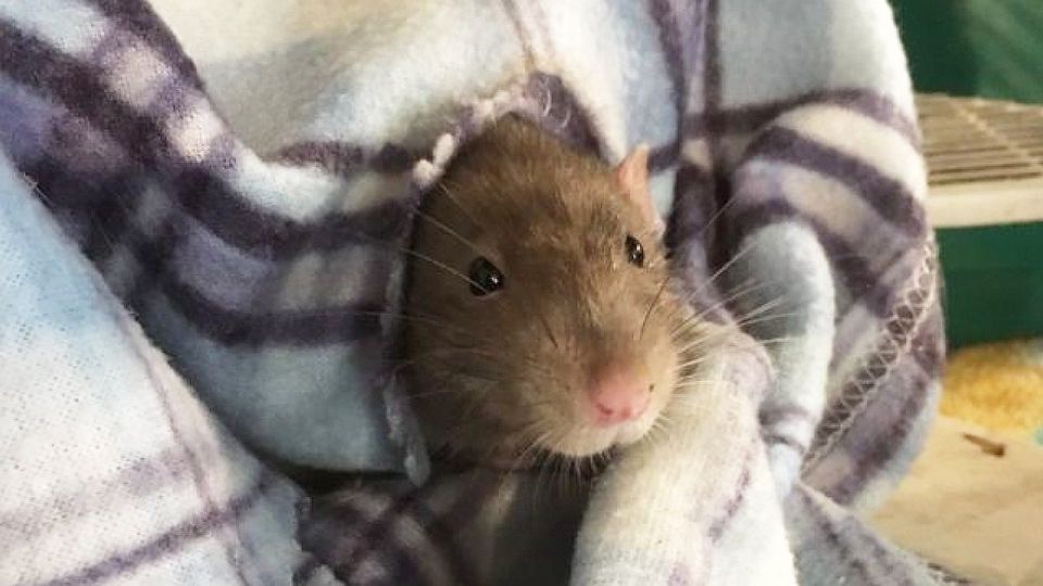 ¿Puede una rata trepar a nuestra cama o a la cuna de un bebé? | Weekend