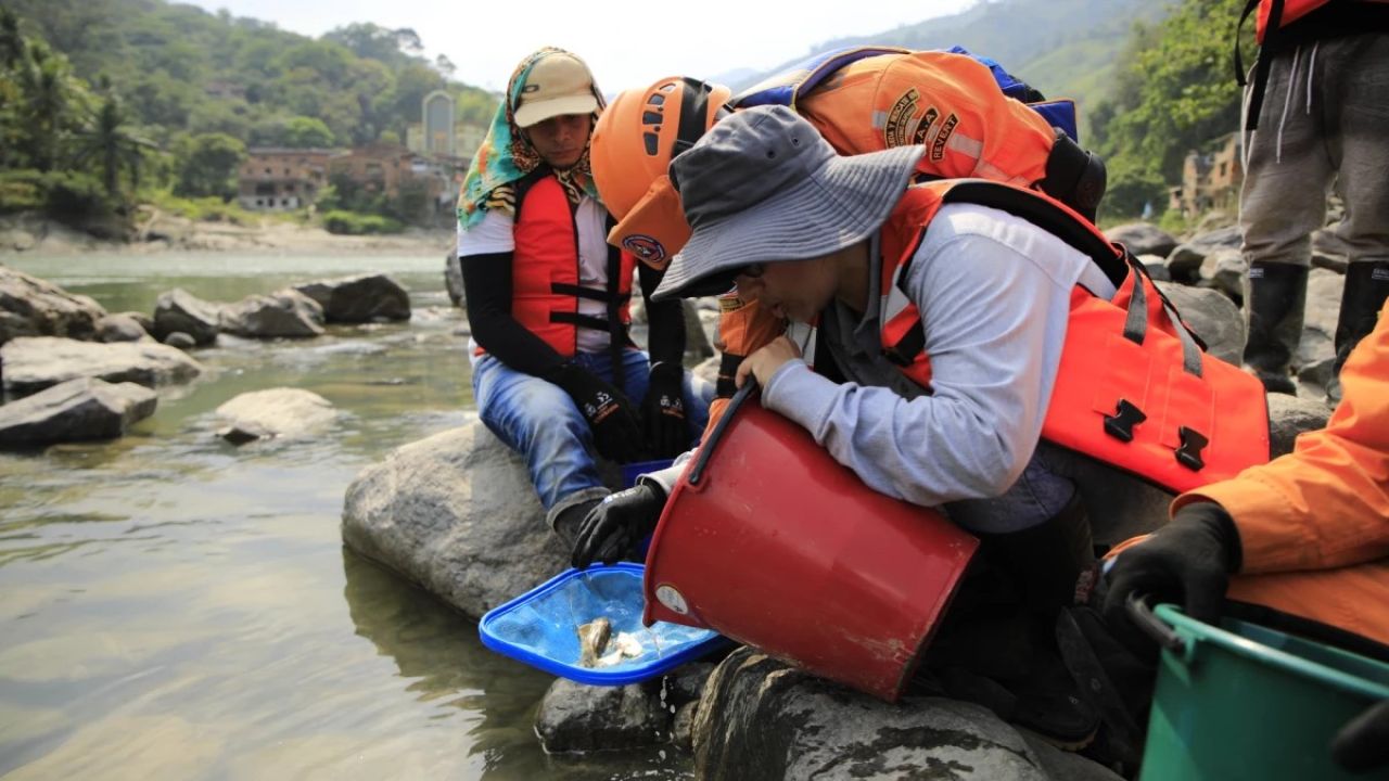 Mirá las dos nuevas especies de bagre sapo que descubrieron en un río ...