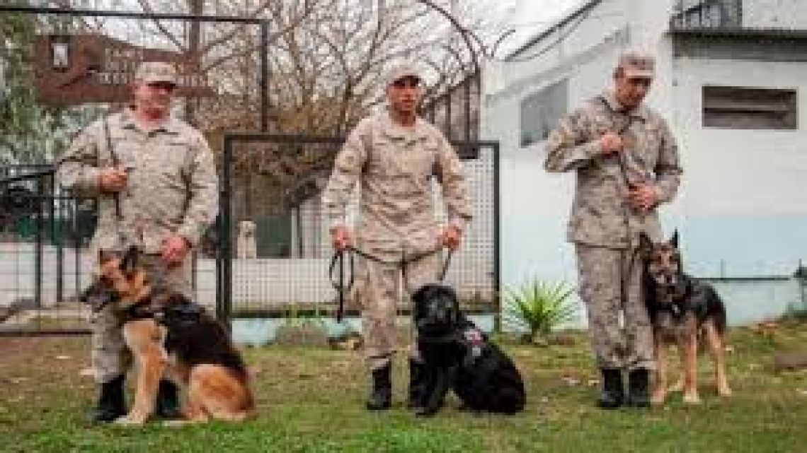 Distinguen el entrenamiento a los perros detectores de drogas de la Aduana | Perfil