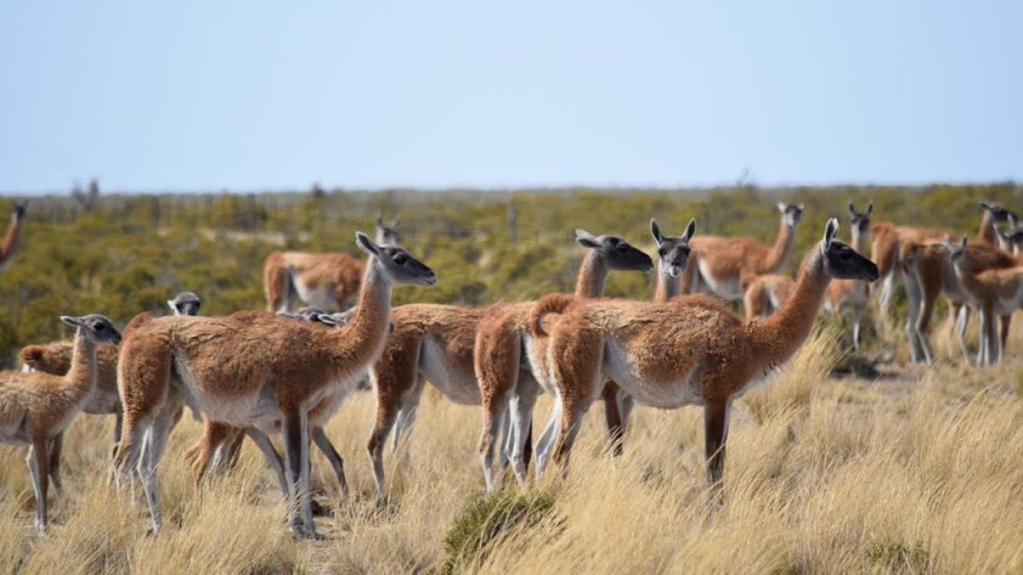 Efectos colaterales: Animales estresados se mueven un 70% más | Perfil
