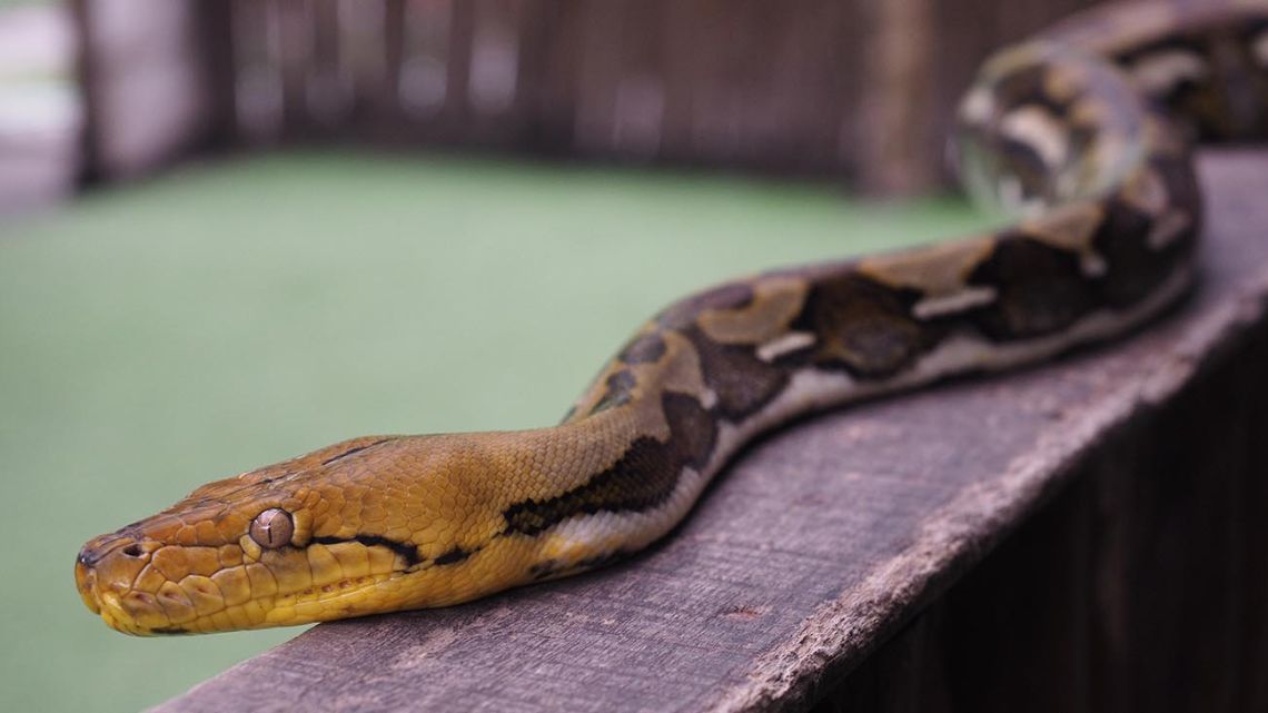 Video: una víbora se tragó una vaca y le estalló el estómago en ...
