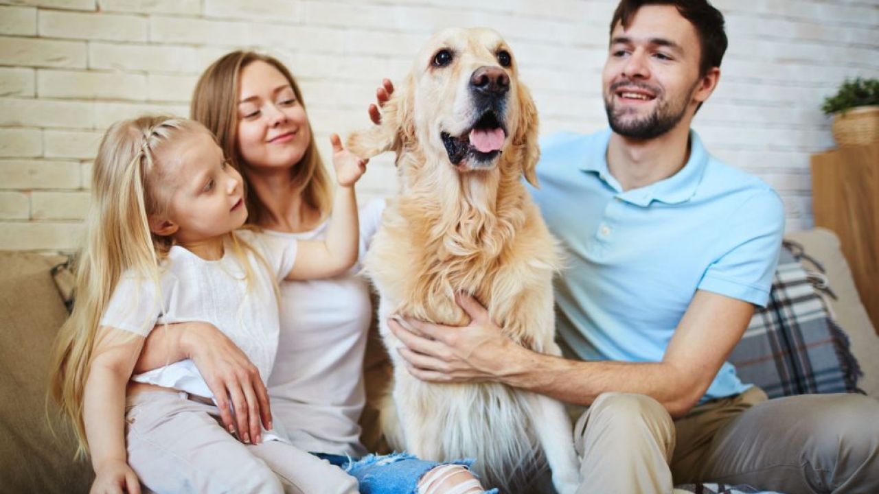 Tips para tener en cuenta a la hora de incorporar un perro a la familia ...
