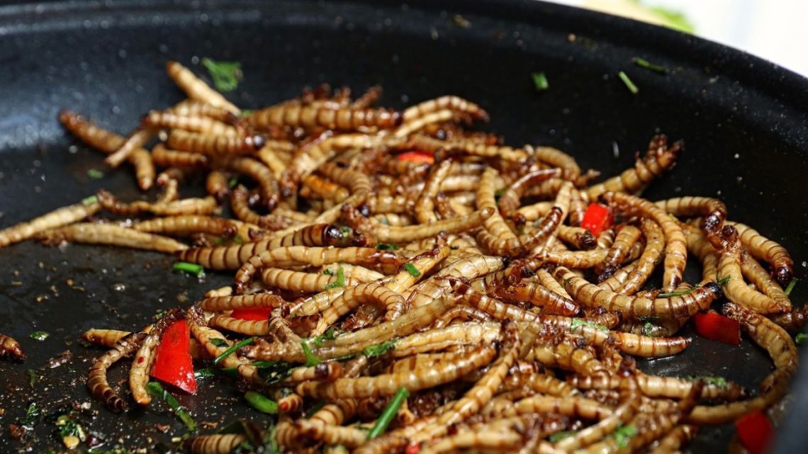 La Unión Europea aprobó el primer insecto como alimento para consumo ...