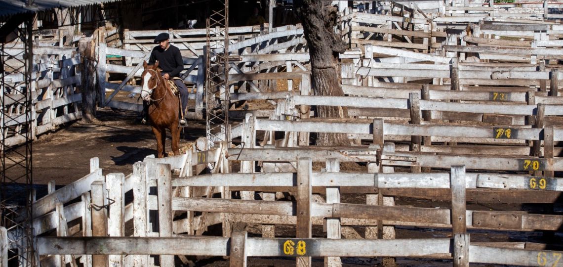 Cattle farmers strike against government’s ban on beef exports | Buenos ...