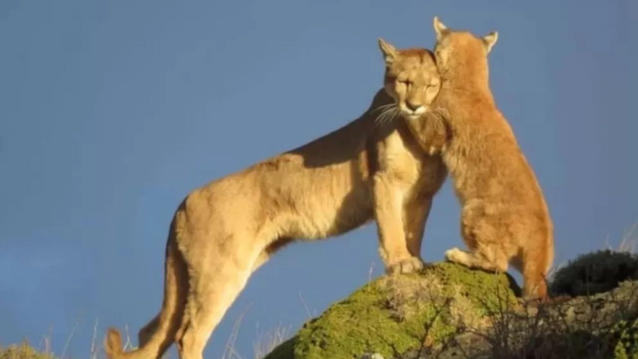 Piden Derogar Una Ley Que Premia La Caza De Pumas Y De Zorros En Chubut Weekend