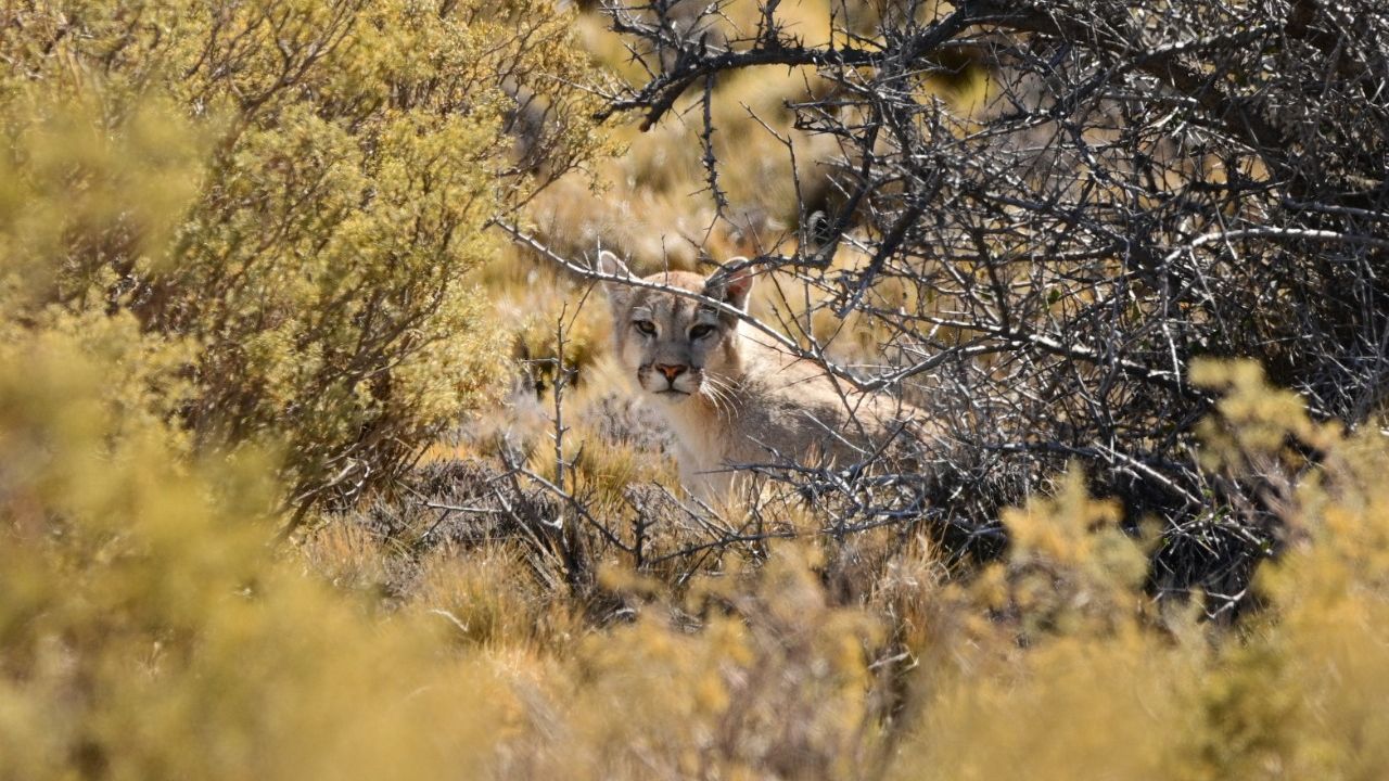 El avistaje de pumas en el Parque Patagonia sigue ganando adeptos | Weekend