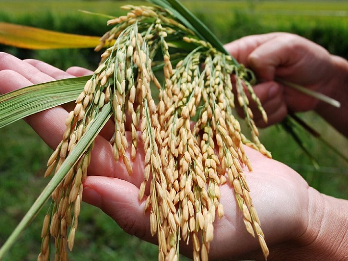 La producción de arroz aumentó 20% en Argentina | Radio Perfil