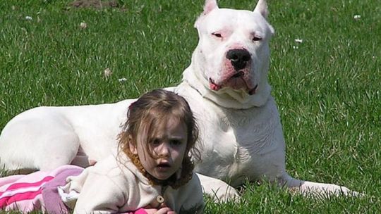 Dogo argentino:¿cuáles son las 5 mejores virtudes de esta raza de ...