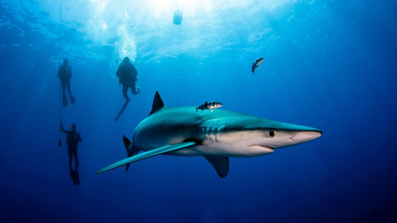 Pura emoción: buceó al lado de un tiburón azul durante más de una hora ...