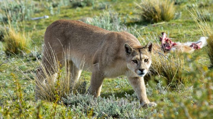 Buscan proteger al Puma Concolor | Weekend