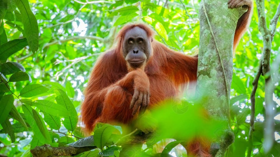 ¿Por qué se celebra hoy el Día Mundial del Orangután? | Weekend