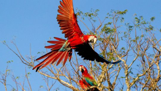 Convocan a voluntarios para salvar al guacamayo rojo en el Iberá | Weekend