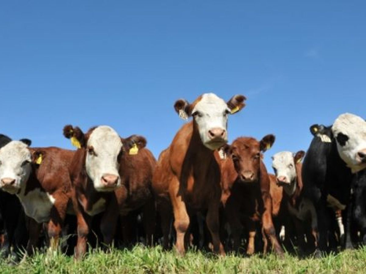 Advierten que la ganadería argentina cierra 2022 con los números en ...