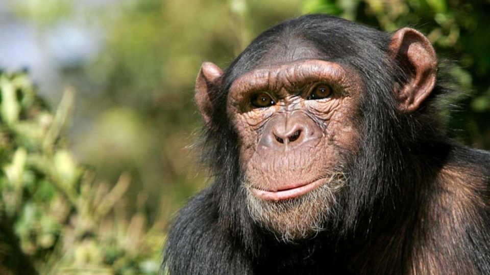 ¿Por qué hoy se celebra el Día Mundial del Mono? | Weekend ¿Por qué hoy se celebra el Día Mundial del Mono? | Weekend