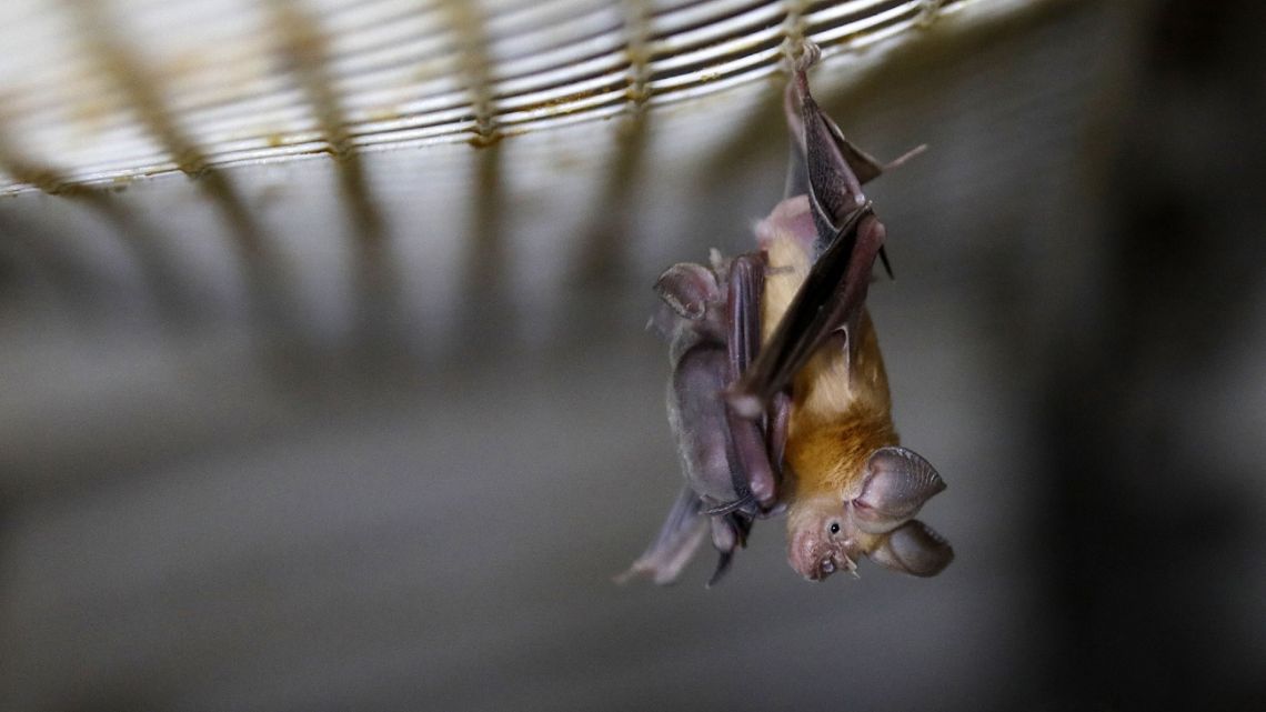 El nuevo virus Kiwira emerge de las cuevas africanas: ¿peligro para la ...