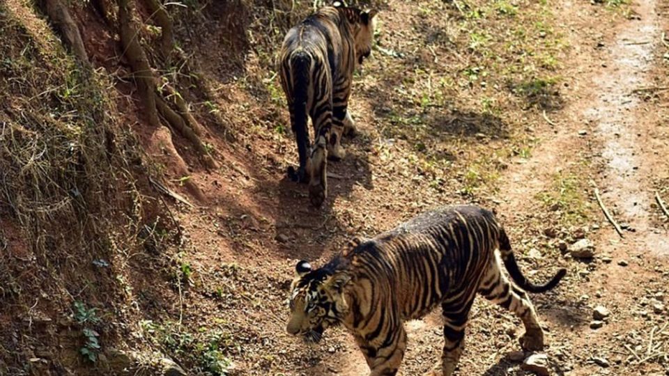 Mirá los dos hermosos tigres negros que avistaron en la India | Weekend