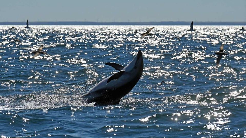 Los delfines se llevan todas las miradas en Puerto Madryn | Weekend
