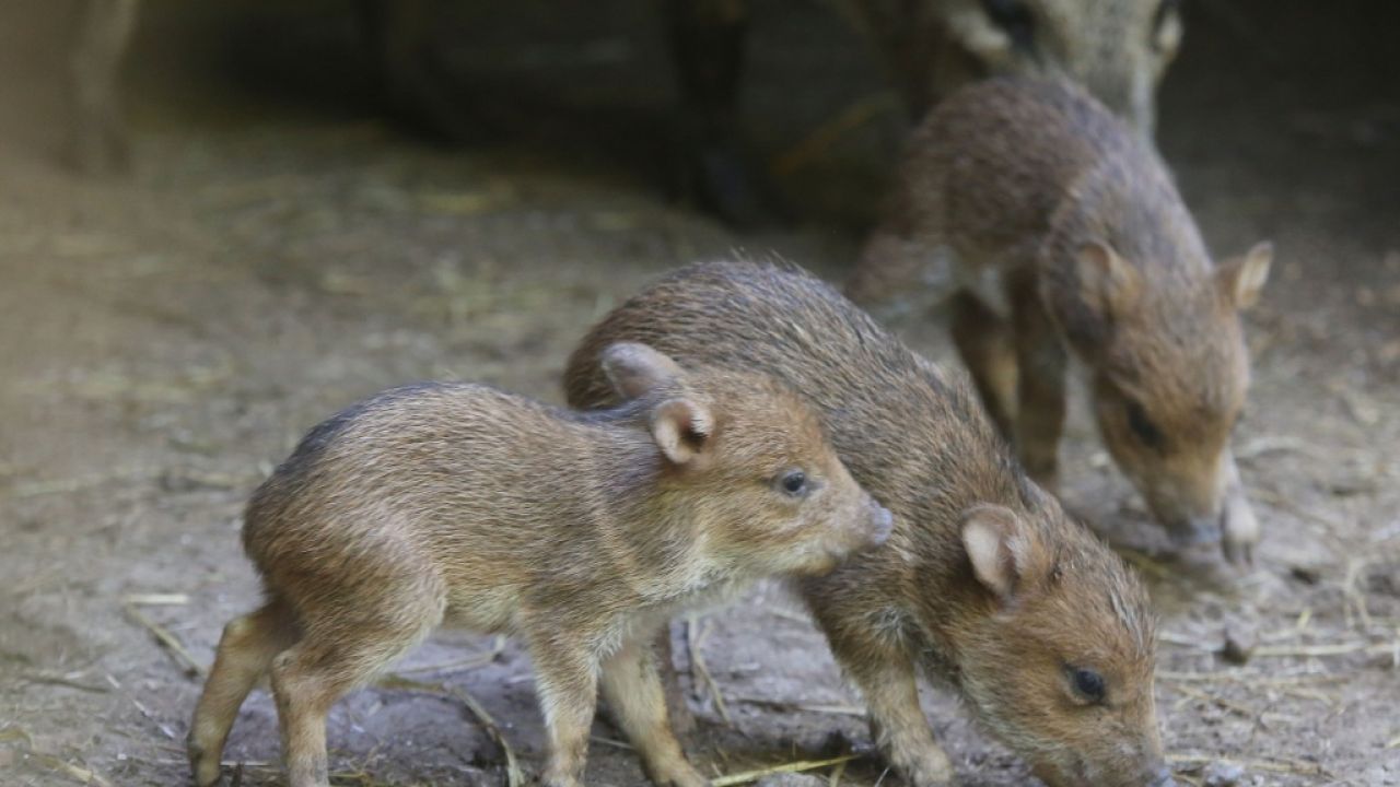 Te presentamos a los tres pecaríes de collar que nacieron en el ...