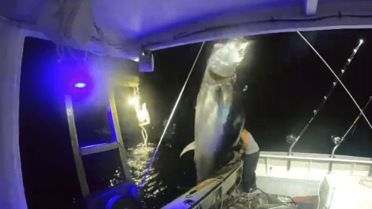 Mirá el gigantesco atún que capturó una pescadora norteamericana | Weekend