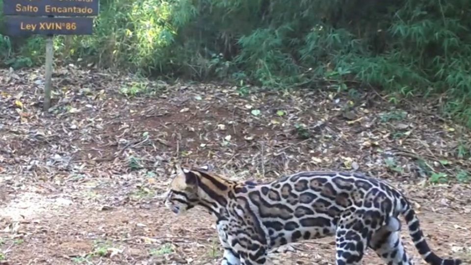 Avistan a un gato onza paseando por el Parque Provincial Salto ...