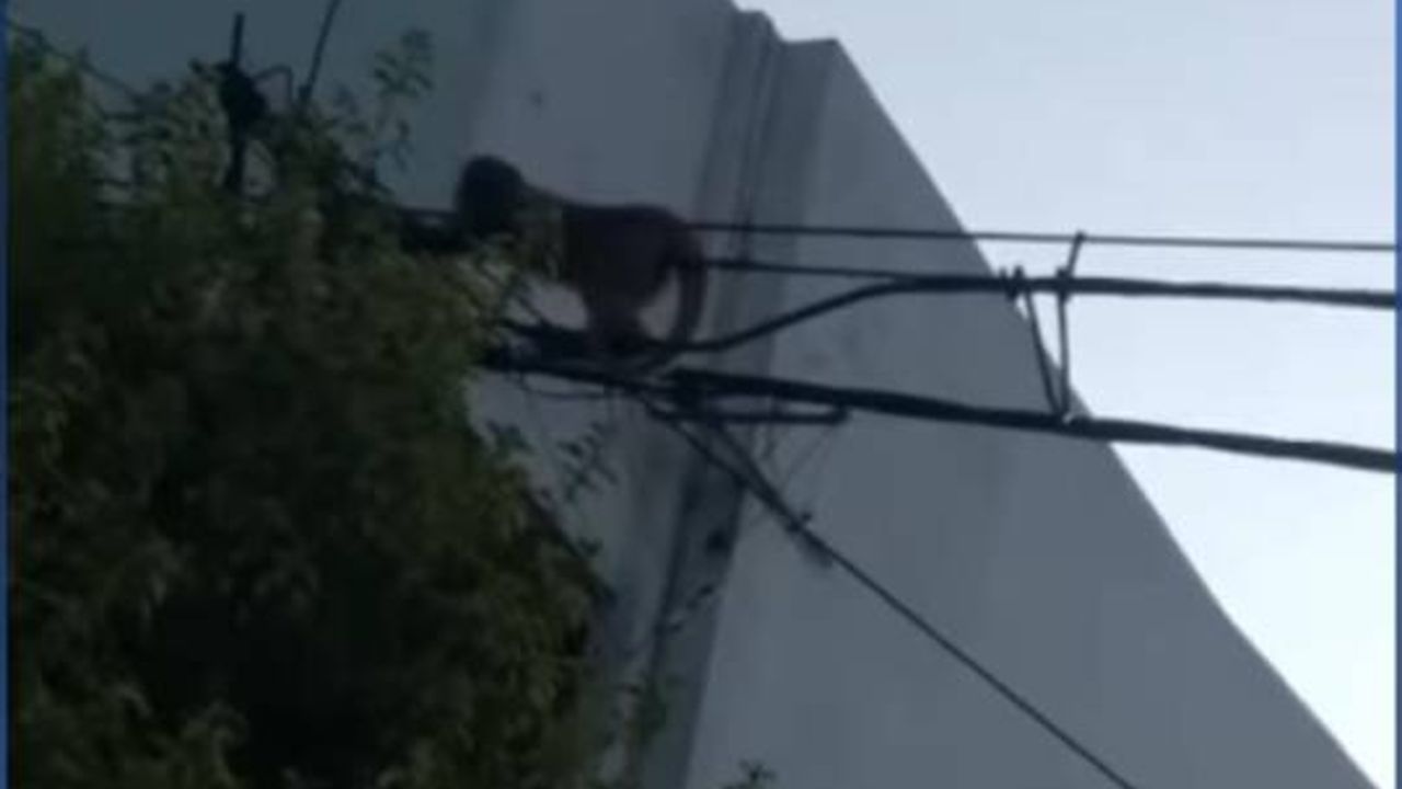 Flor de sorpresa: avistaron a un mono carayá en pleno centro de ...