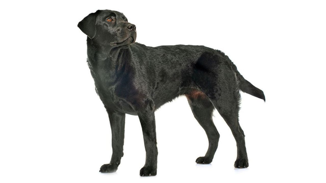 Relatos a cielo abierto: Labrador en el río | Weekend