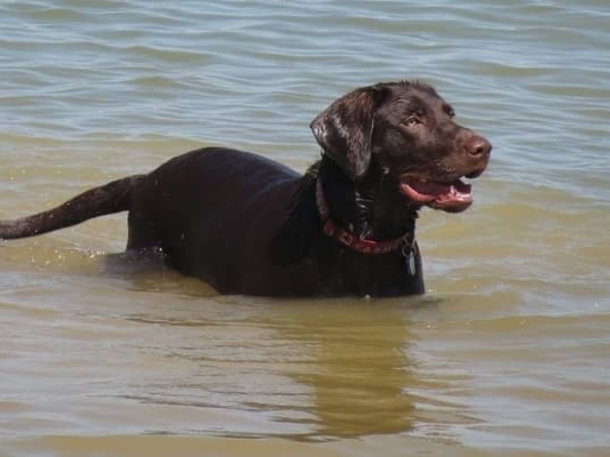 Labrador en el río | Radio Perfil