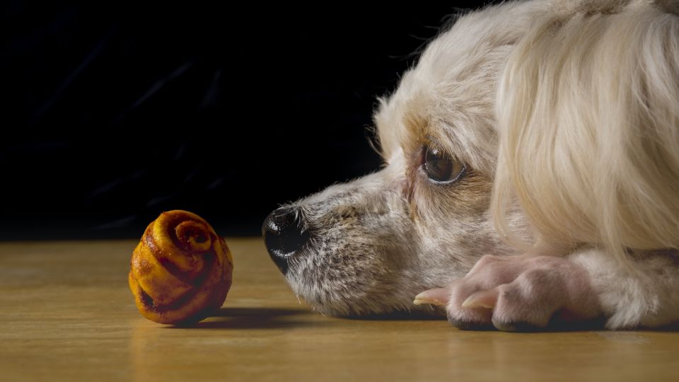 5 claves para saber cuándo tu perro está estresado | Weekend