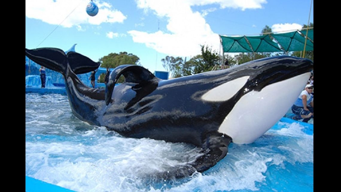 Piden mejores condiciones de vida para Kshamenk, la última orca en ...