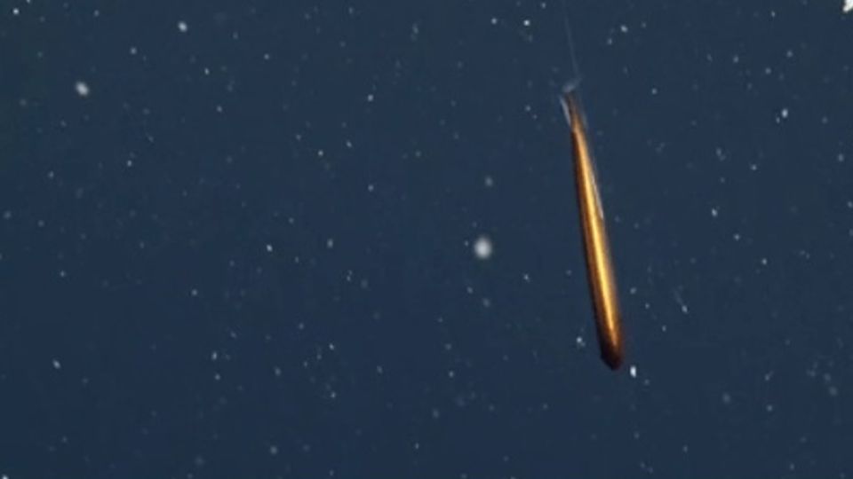 Avistan a un extraño pez dragón con escamas doradas en la costa de ...