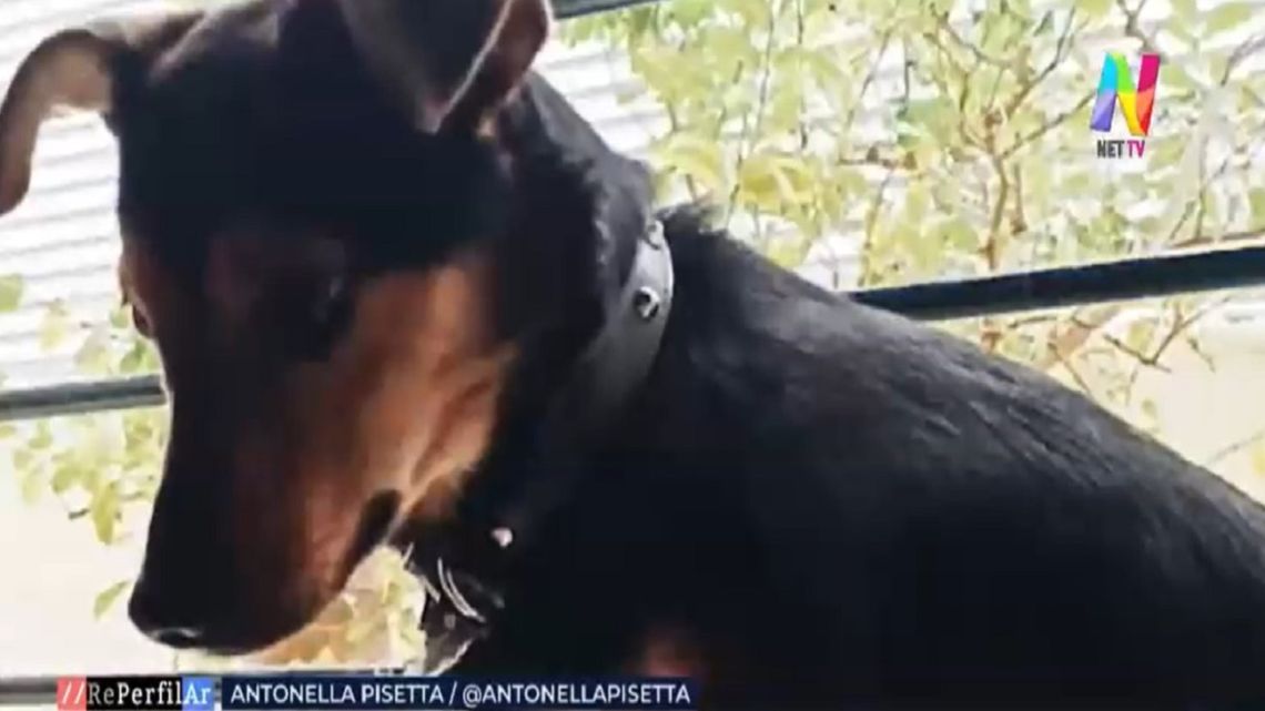 Así pasa la cuarentena Coco, el perro que fue tendencia en las redes ...