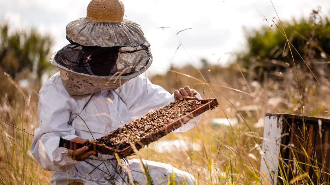 Apifort, la nueva línea de productos lanzada por el Laboratorio Apiter ...
