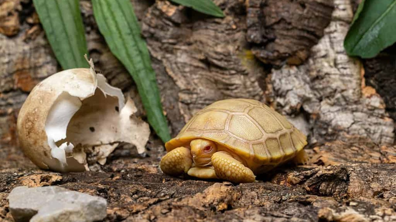 Te presentamos a la primera tortuga albina de Galápagos del mundo | Weekend