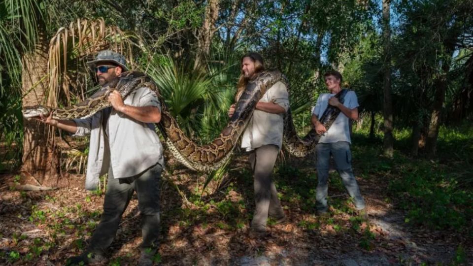 Te presentamos a la pitón birmana más grande jamás encontrada en ...