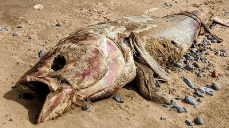 Terror por un extraño pez de 4 metros encontrado en la playa | Weekend