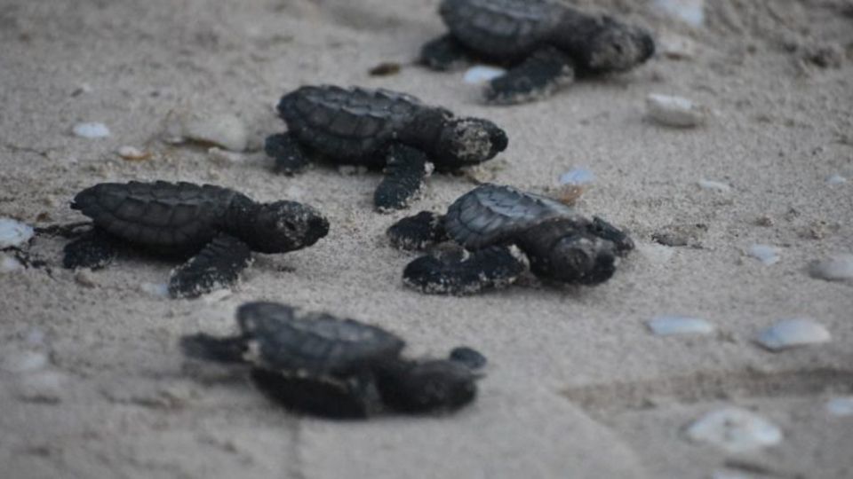 Liberaron a una gran cantidad de tortugas lora en las costas de México ...