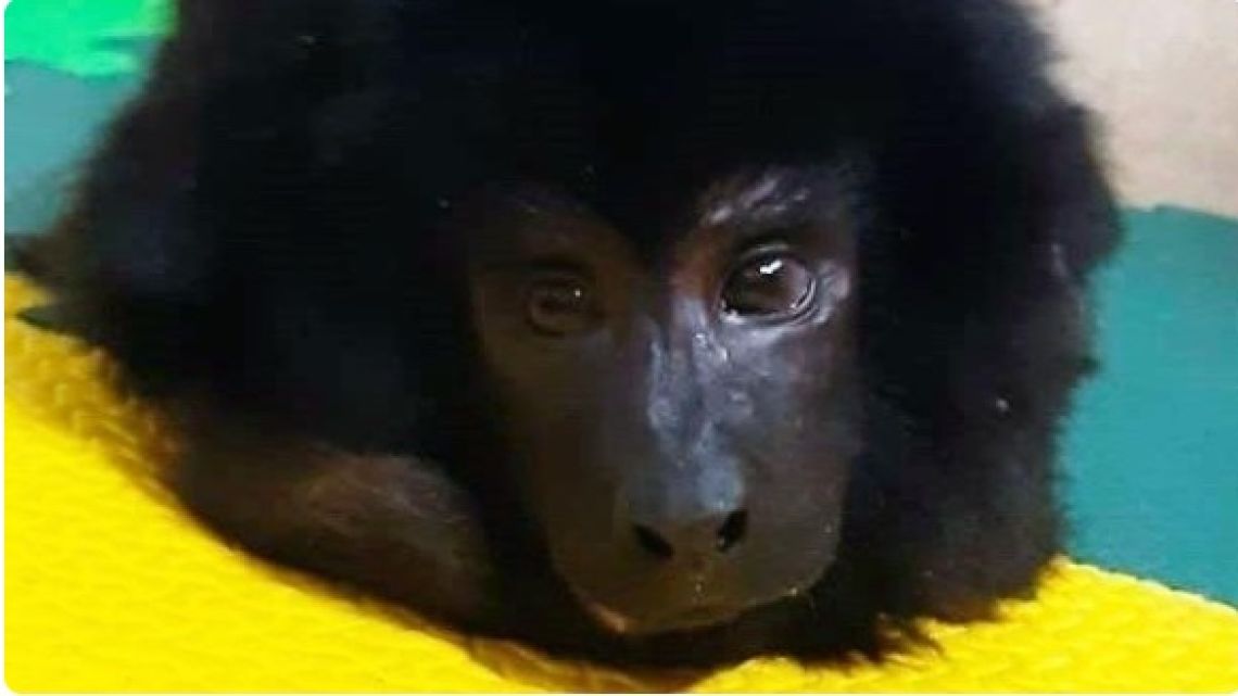 Coco, el mono carayá que encontraron en el placard de una casa de ...