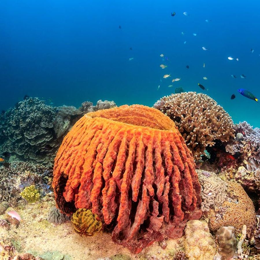 Esponjas Marinas Geniales Jalsosa Begobaño Esponja Jabonosa