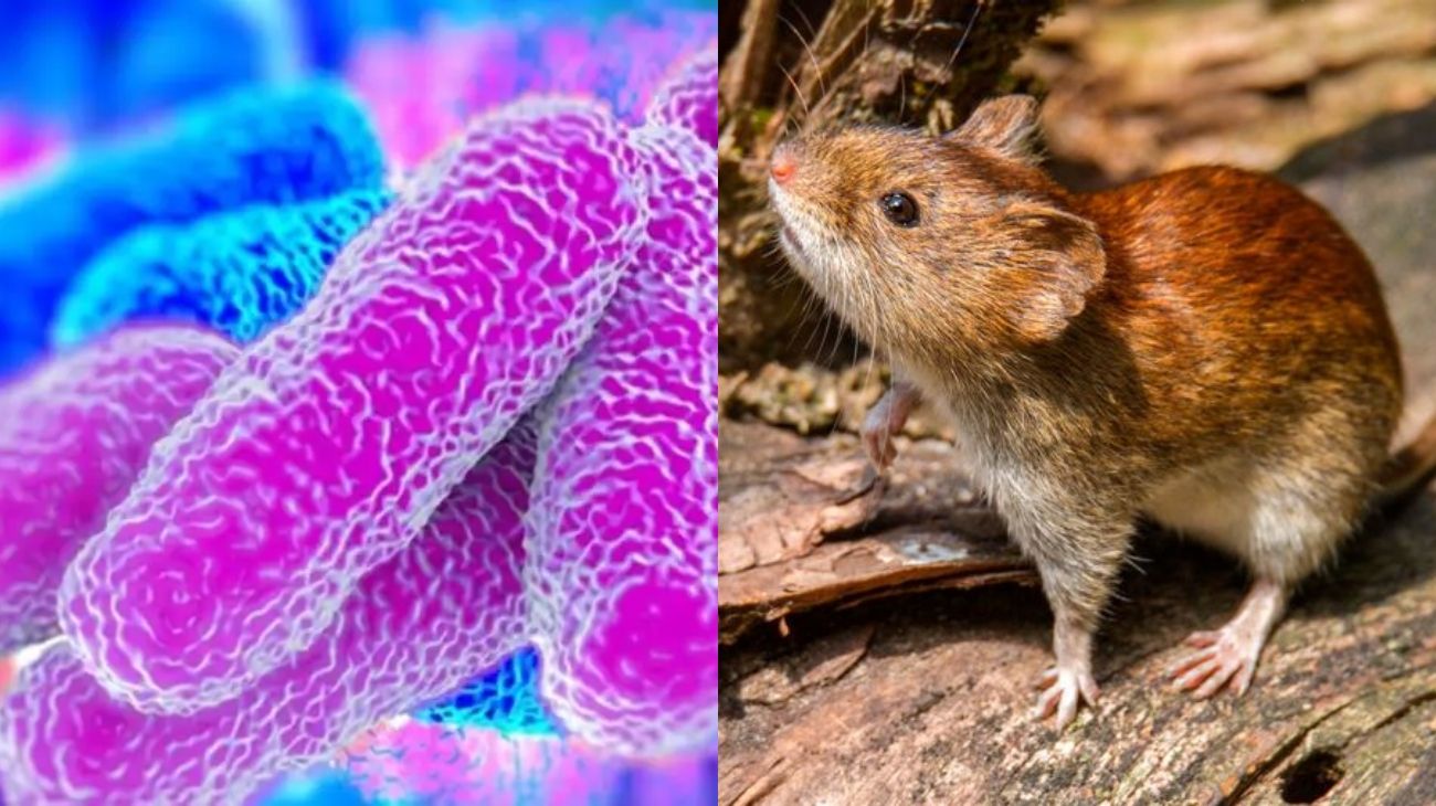 Cómo Se Trata La Leptospirosis En Perros