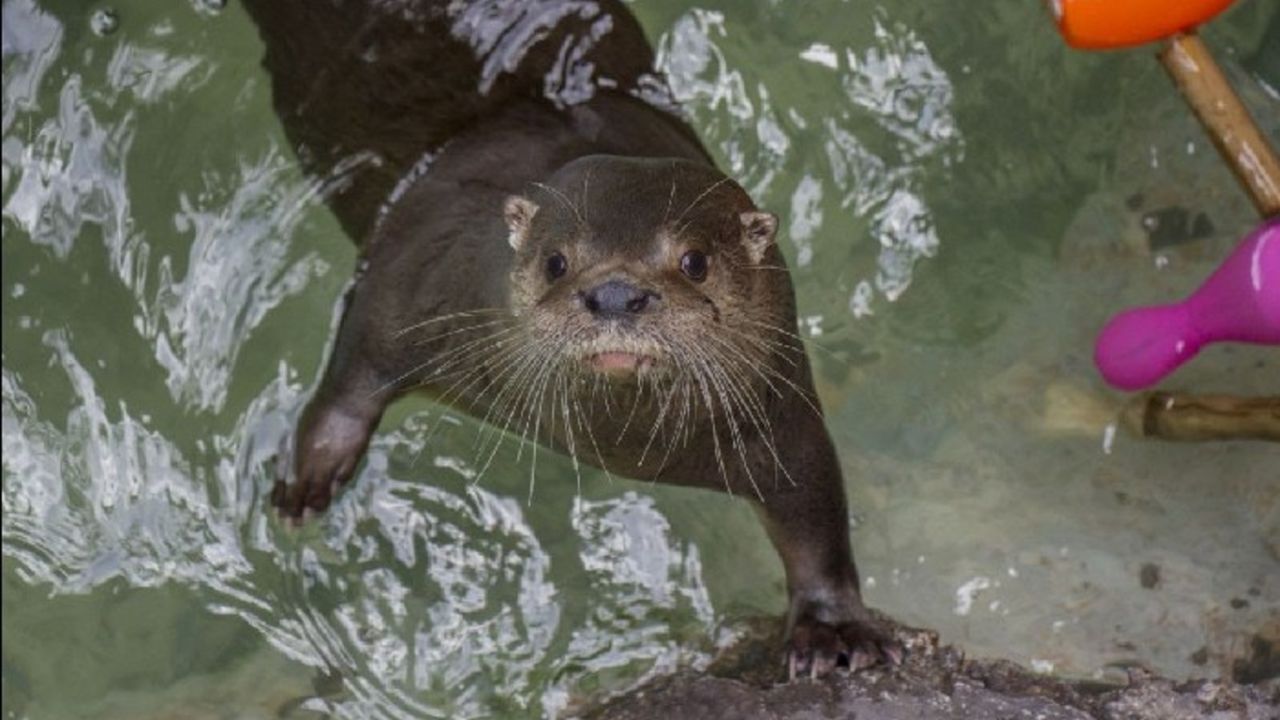 Descubren los restos de la nutria más grande del mundo jamás encontrada ...