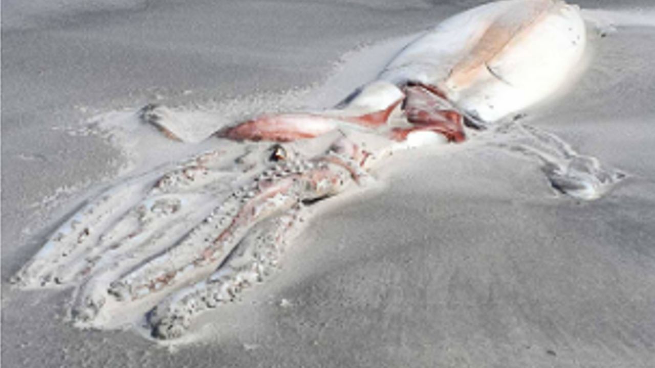 Un guía de turismo se topó con el cadáver de un calamar gigante en una ...