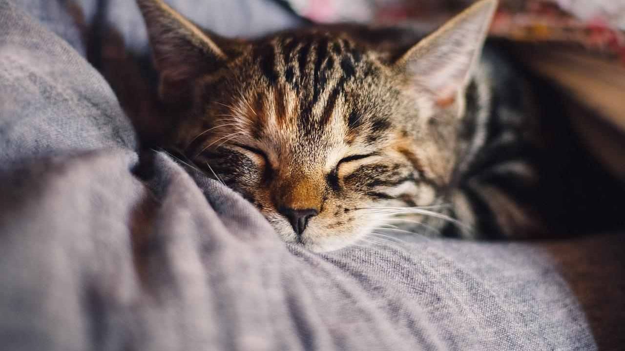 Cómo mejorar la vida de los gatos en casa | Weekend