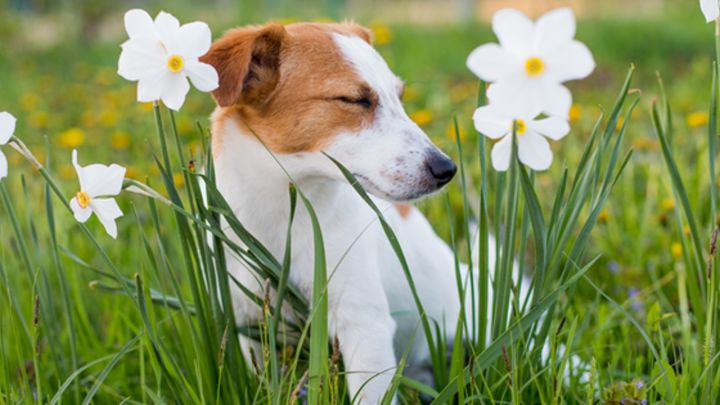 5 Consejos Para Prevenir Las Alergias De Primavera En Nuestros Perros