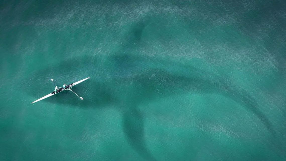 ¿Por qué se le llama “tollo cigarro” al tiburón voraz del Triángulo de ...